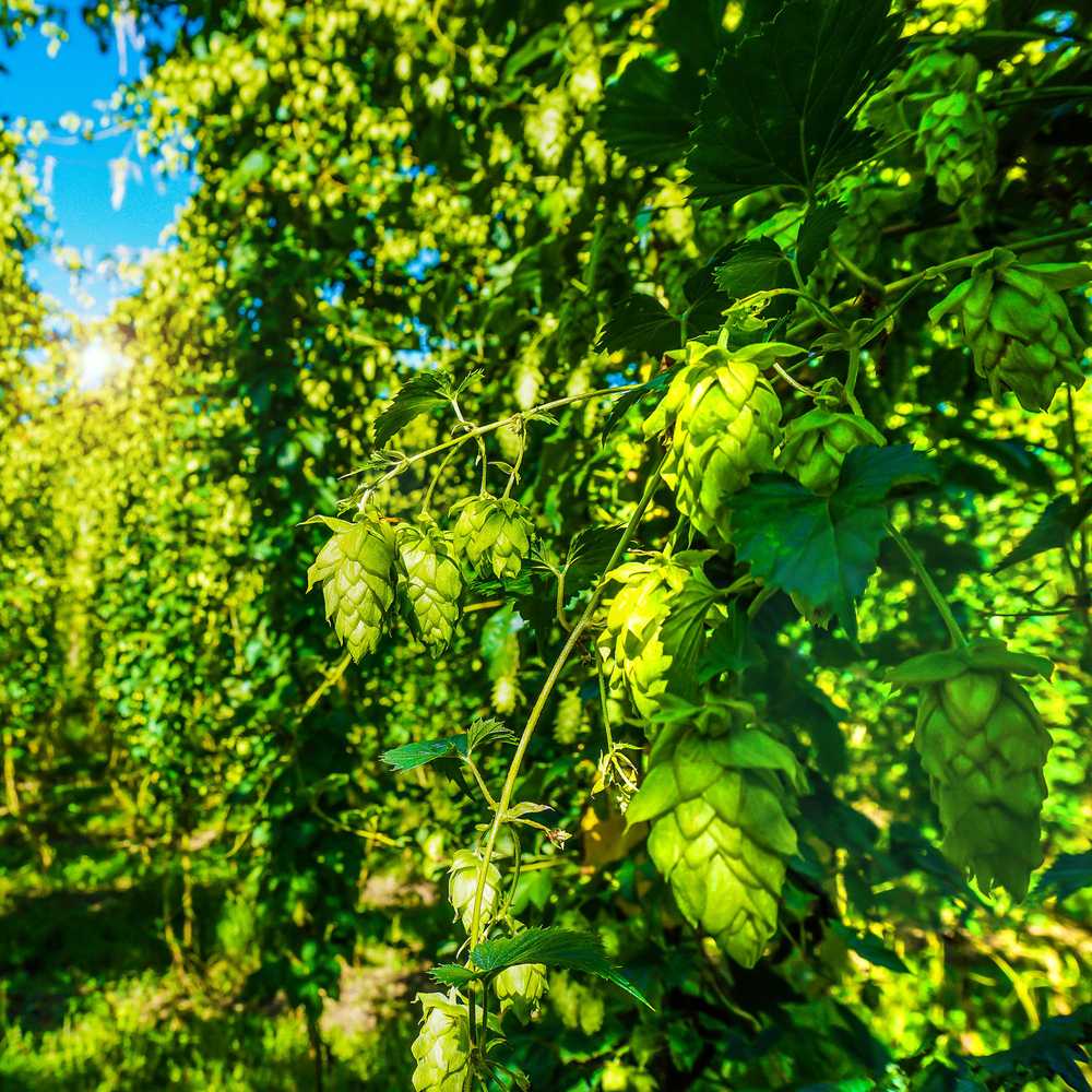 Swifty | Garage Project